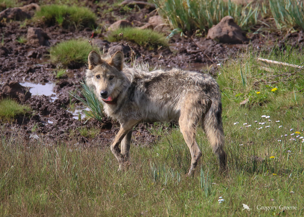 Mexican Wolf in August 2020 by Gregory Greene · iNaturalist