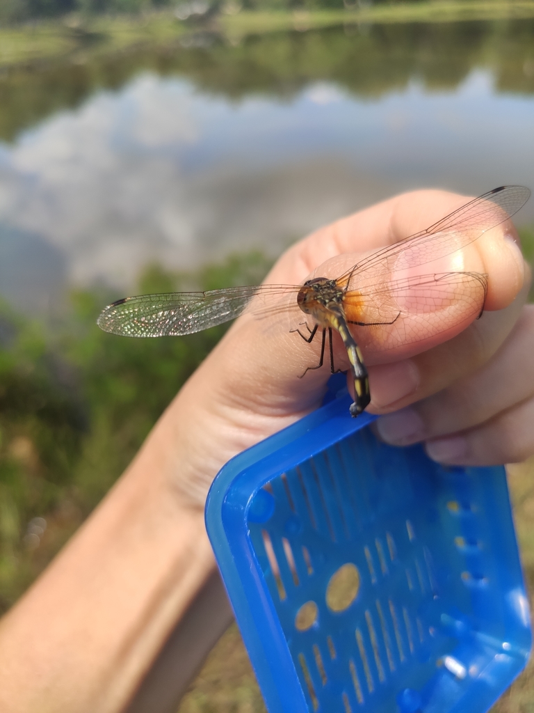 Dancing Dropwing from Taman Permainan Seri on August 30, 2020 at 10:58 ...