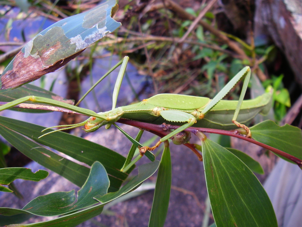 Tropidoderus prasina from Mount Elliot QLD 4816, Australia on February ...
