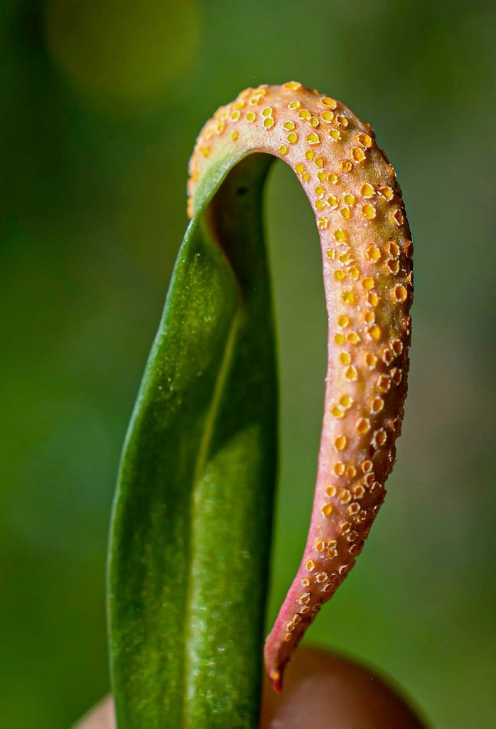 spring beauty rust from Wilmington Township, IL, USA on May 2, 2020 by ...