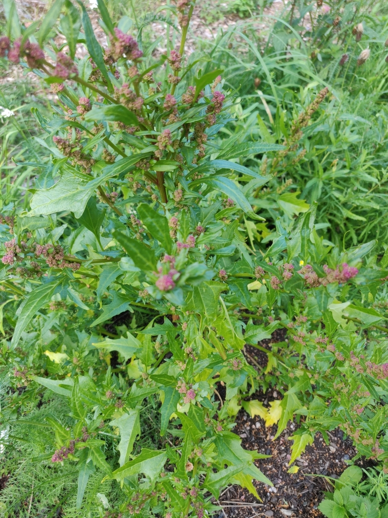 red pigweed from Nuijamäki, 02630 Espoo, Finland on August 28, 2020 at ...