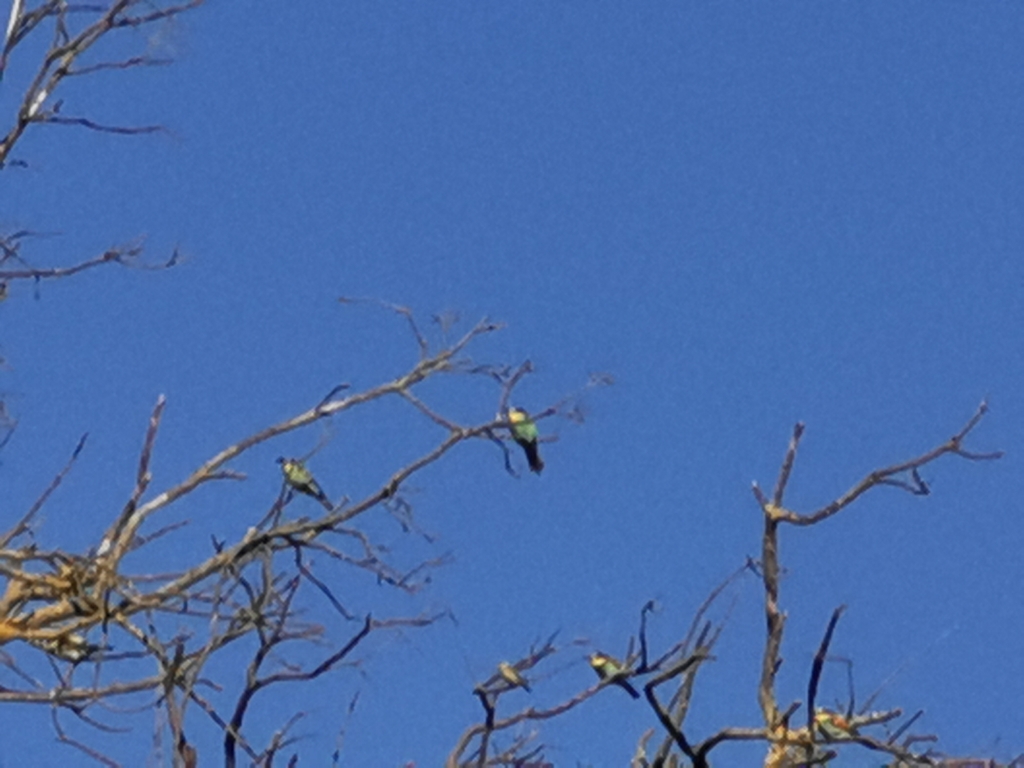 European Bee-eater from 13330 La Barben, France on August 30, 2020 at ...