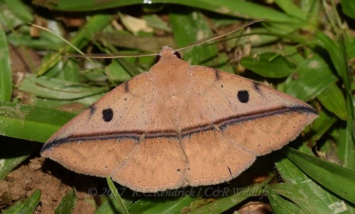 Ugia sundana · iNaturalist United Kingdom