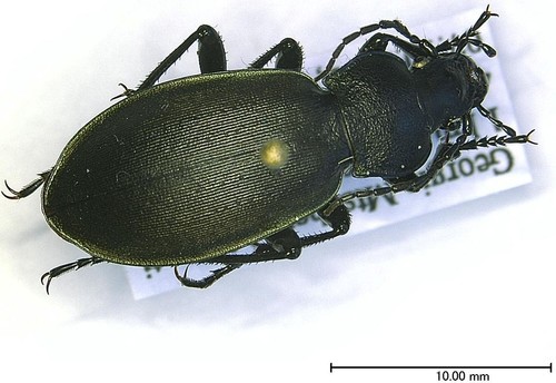 Carabus nothus · iNaturalist