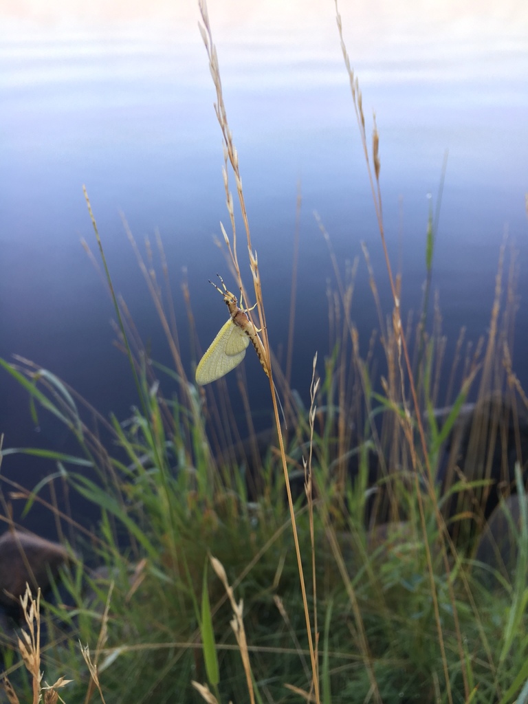 Burrowing Mayflies from 673 Big Stone Dr, Three Lakes, WI, US on July ...