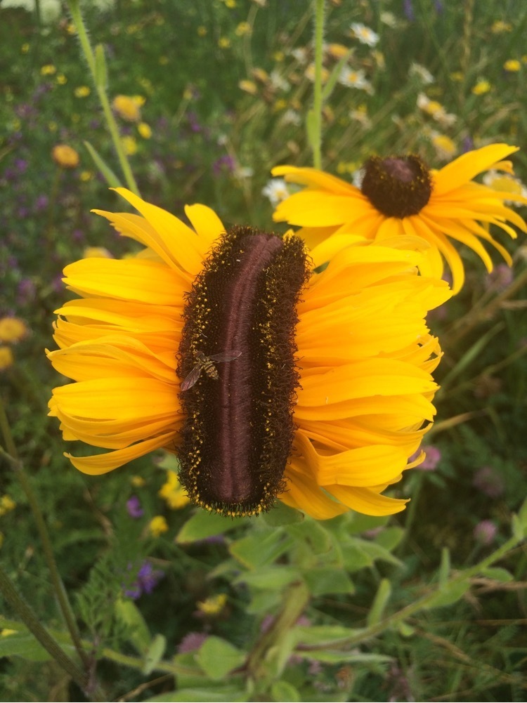 black-eyed Susan from Ontario, CA on July 23, 2017 at 08:45 PM by rob ...