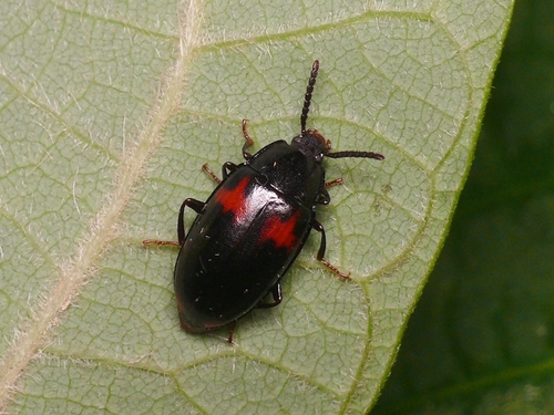 Genus Basanus · iNaturalist