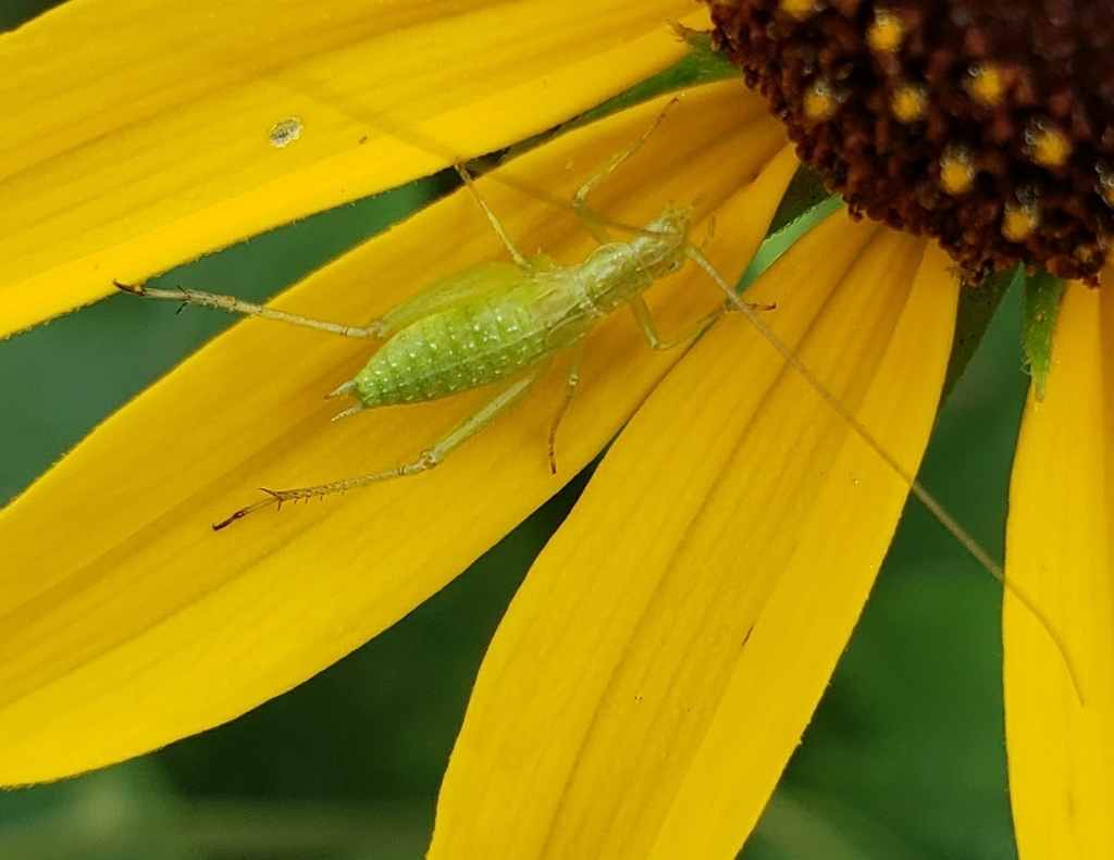 Common Tree Crickets from Benton, KY 42025, USA on August 30, 2020 at ...