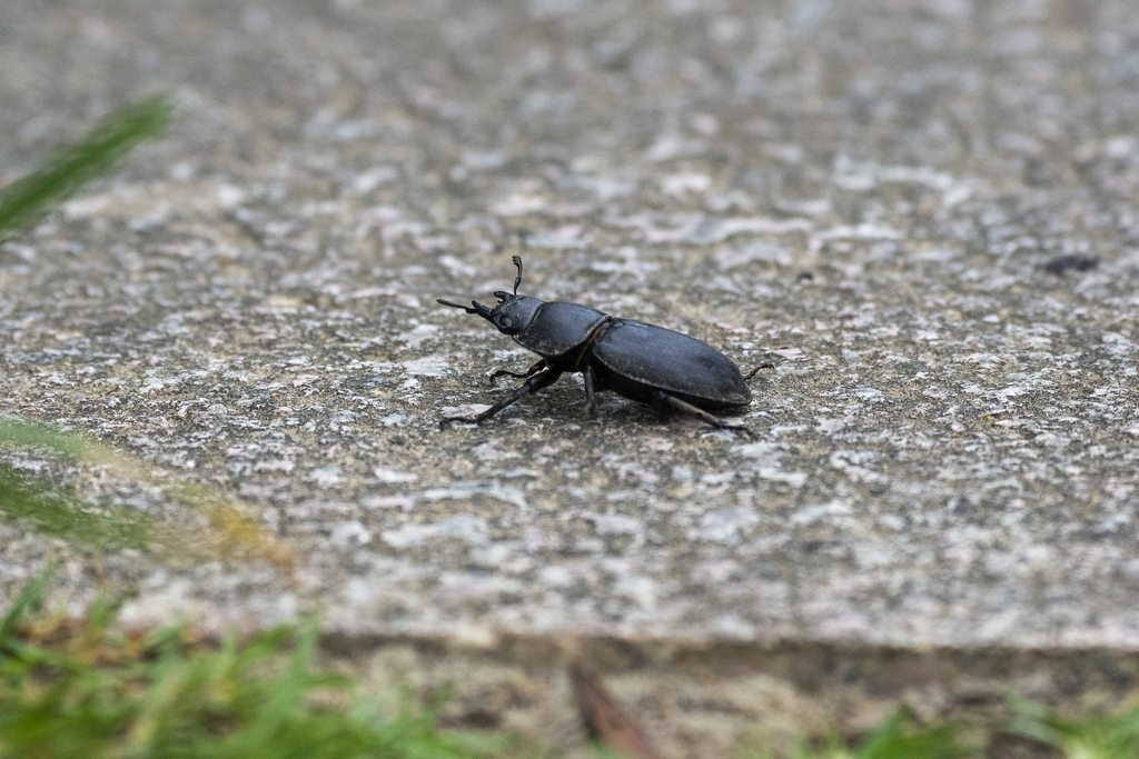 Lucanini from 台灣台北 on August 18, 2020 by jameschien · iNaturalist