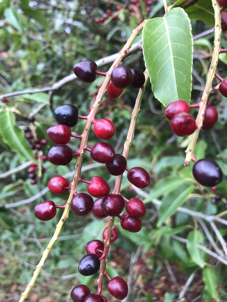 Portuguese laurel from Great Britain, Dereham, England, GB on August 31 ...