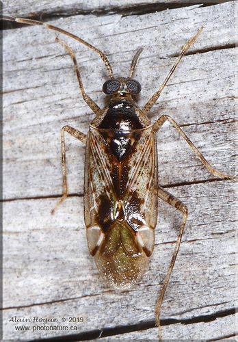 Eustictus salicicola · iNaturalist