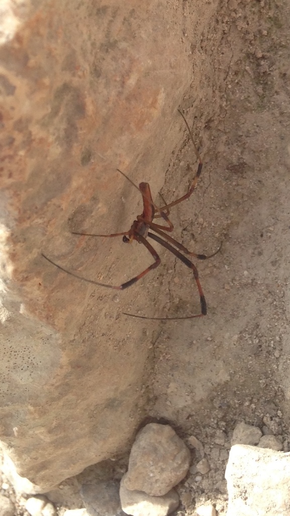 Golden Silk Spider from Felipe Carrillo Puerto, Felipe Carrillo Puerto ...