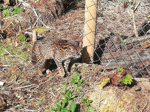 Southern Guiña (Subspecies Leopardus guigna guigna) · iNaturalist