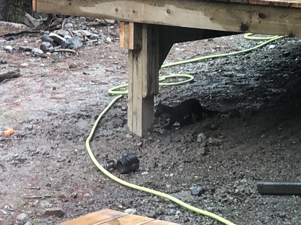 American Marten from War Eagle Way, Whitehorse, YT, CA on August 28 ...
