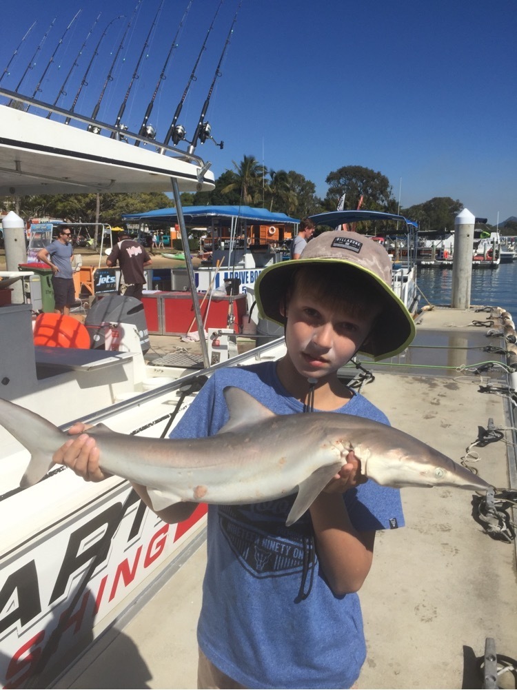 Common Blacktip Shark from Queensland, AU on July 25, 2017 at 11:51 AM ...