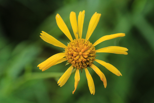 Observations by lori_leigh · iNaturalist