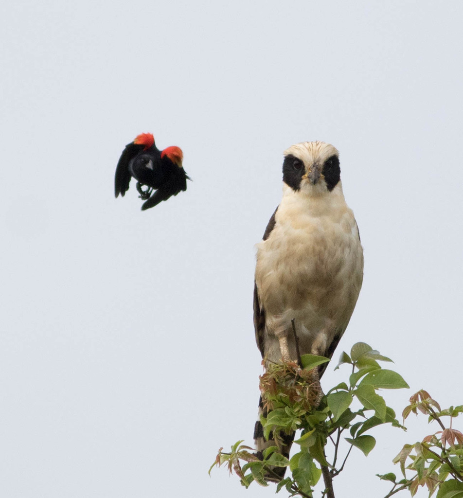 Laughing Falcon from Palo Verde National Park Costa Rica on June 19 ...
