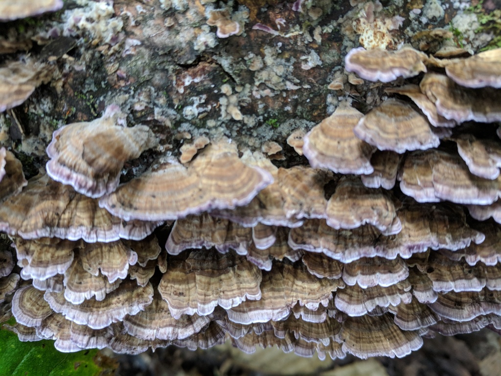 violet-toothed polypore from Fulton County, NY, USA on August 29, 2020 ...