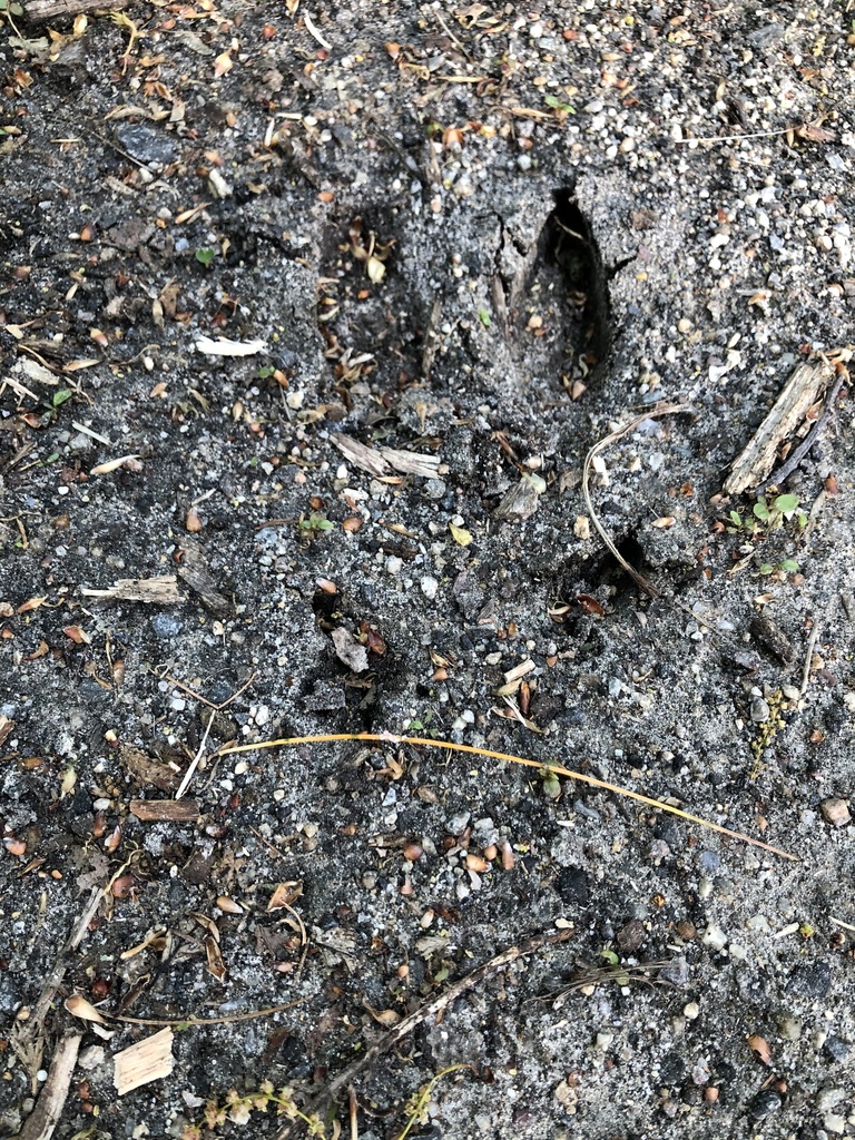 New World Deer from Inman Hill Rd, Mendon, MA, US on May 19, 2020 at 06 ...