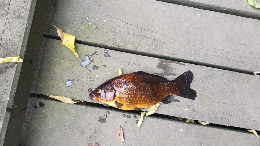 Goldfish from Mount Wellington, Auckland, New Zealand on August 31 ...