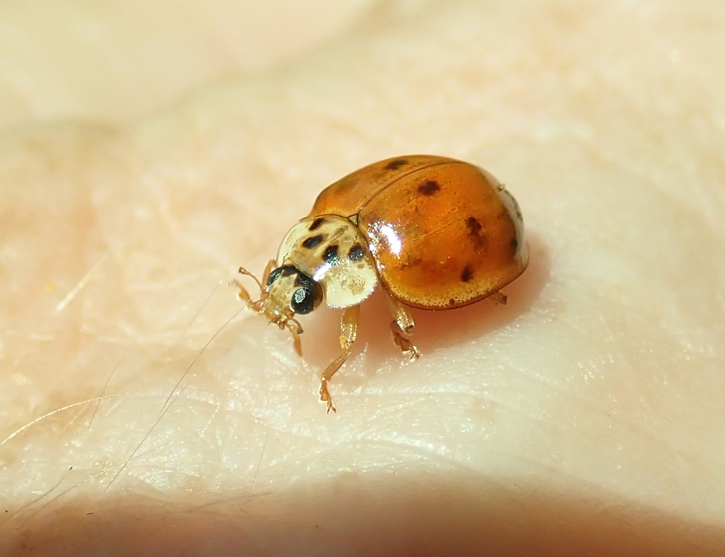 Asian Lady Beetle from Boyds, MD 20841, USA on August 30, 2020 by Jane ...