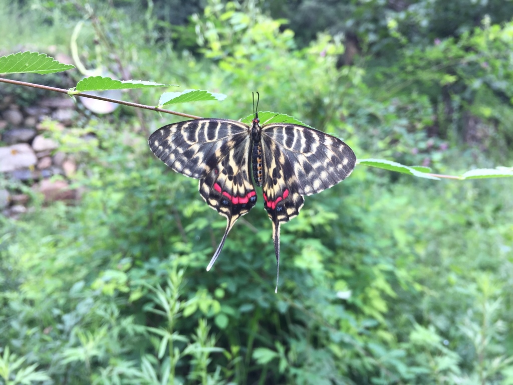 Dragon Swallowtail from 九龙镇, 保定市, 河北省, CN on July 25, 2017 at 05:05 PM ...