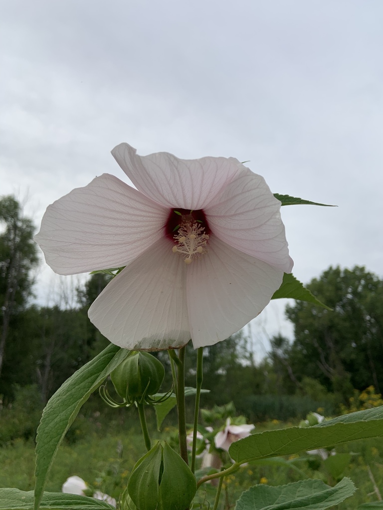 swamp rose mallow in August 2020 by Anna Hargrave · iNaturalist