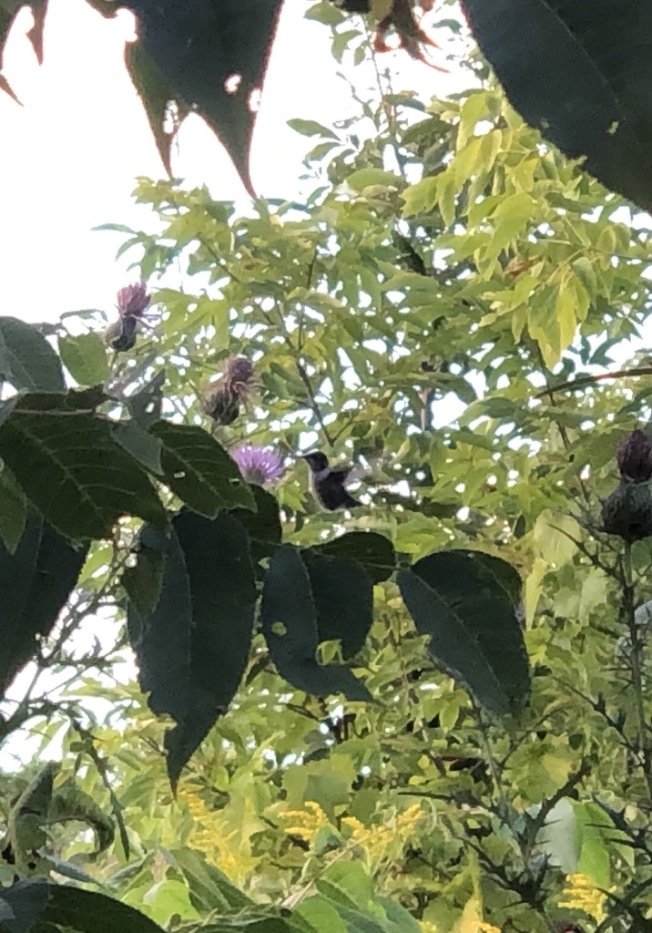 Ruby-throated Hummingbird from Governor Nelson State Park, Waunakee, WI ...