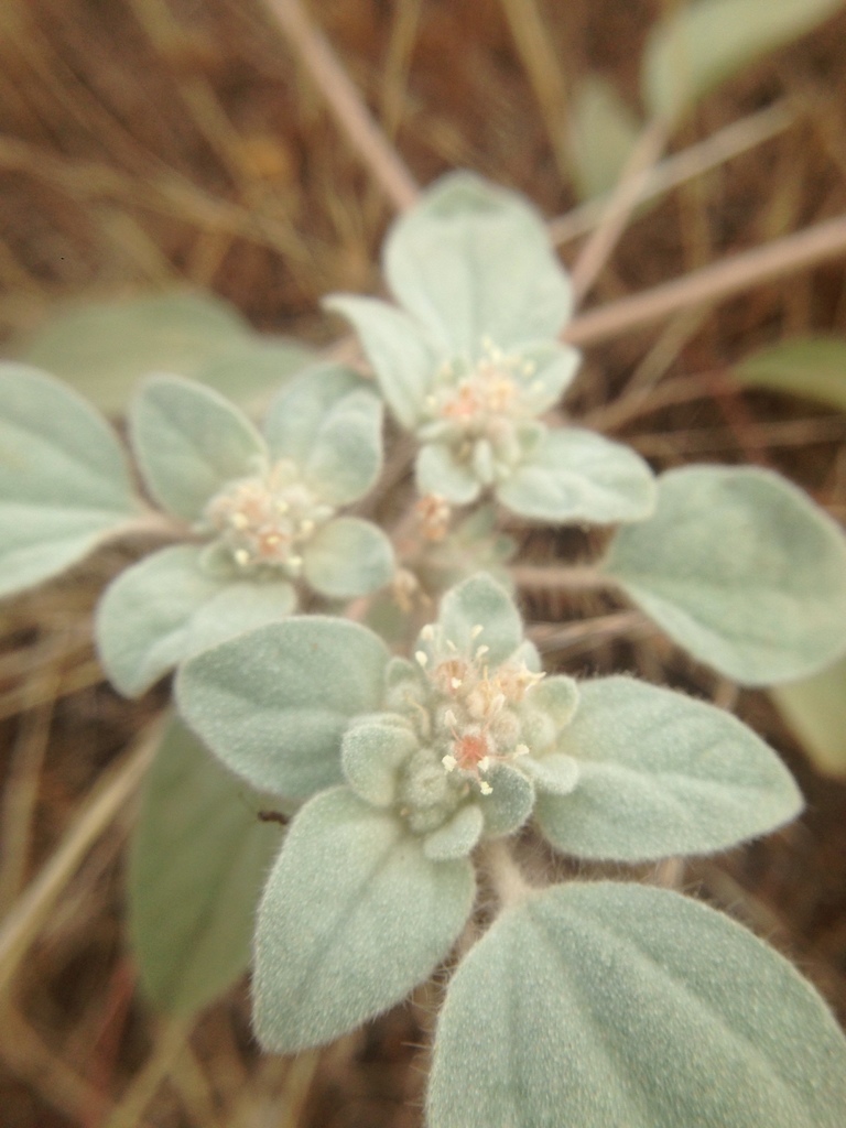 turkey mullein (Croton setiger) - Botanical Realm