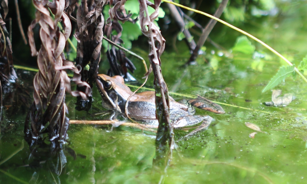 Guenther's Frog from tongren on May 5, 2014 by Benjamin Tapley. Males ...