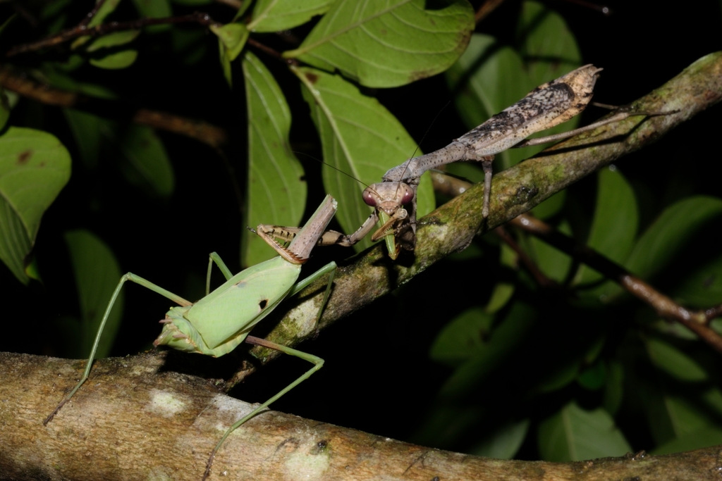 Carolina Mantis from Abbotts Creek, NC, USA on August 31, 2020 at 10:27 ...