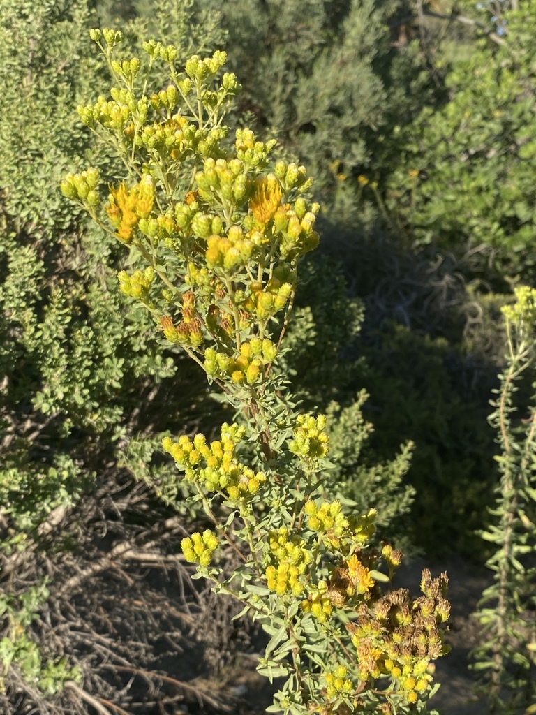 Coastal Goldenbush from Kenneth Hahn State Recreation Area, Los Angeles ...