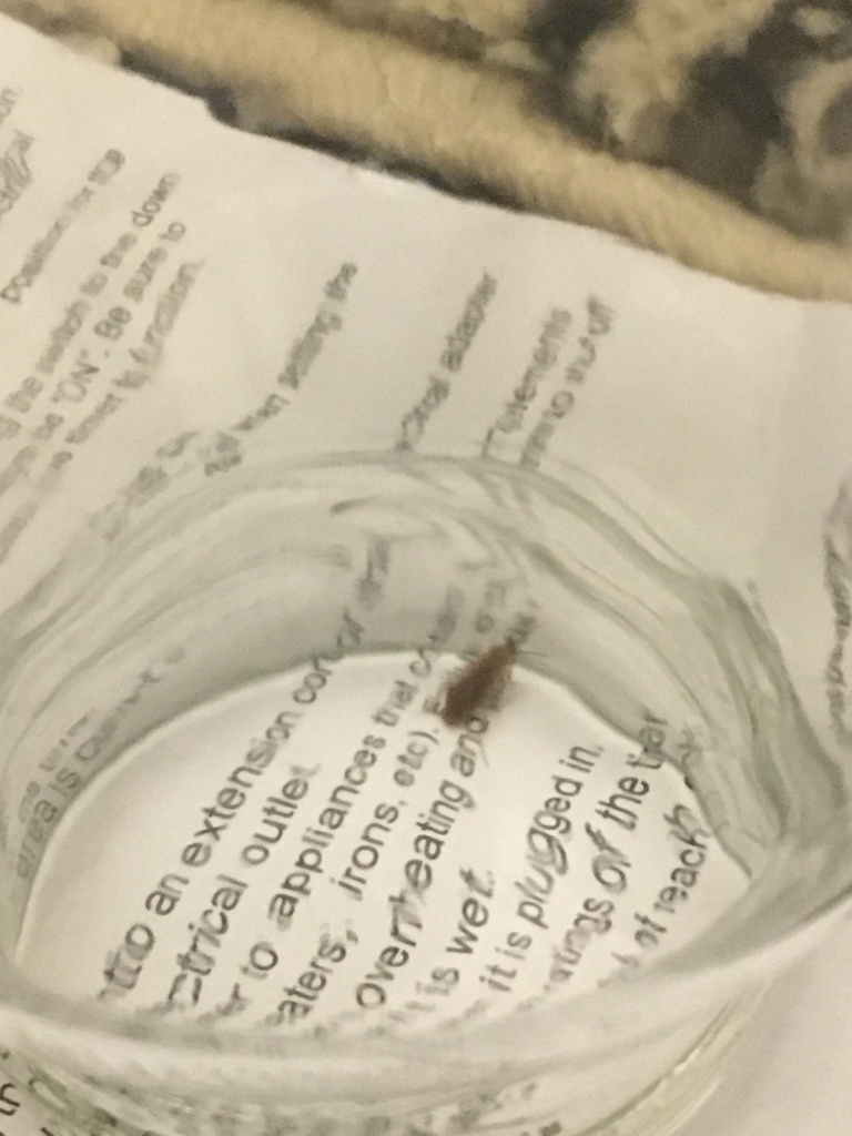 German Cockroach from Wellington St, Boston, MA, US on September 1 ...