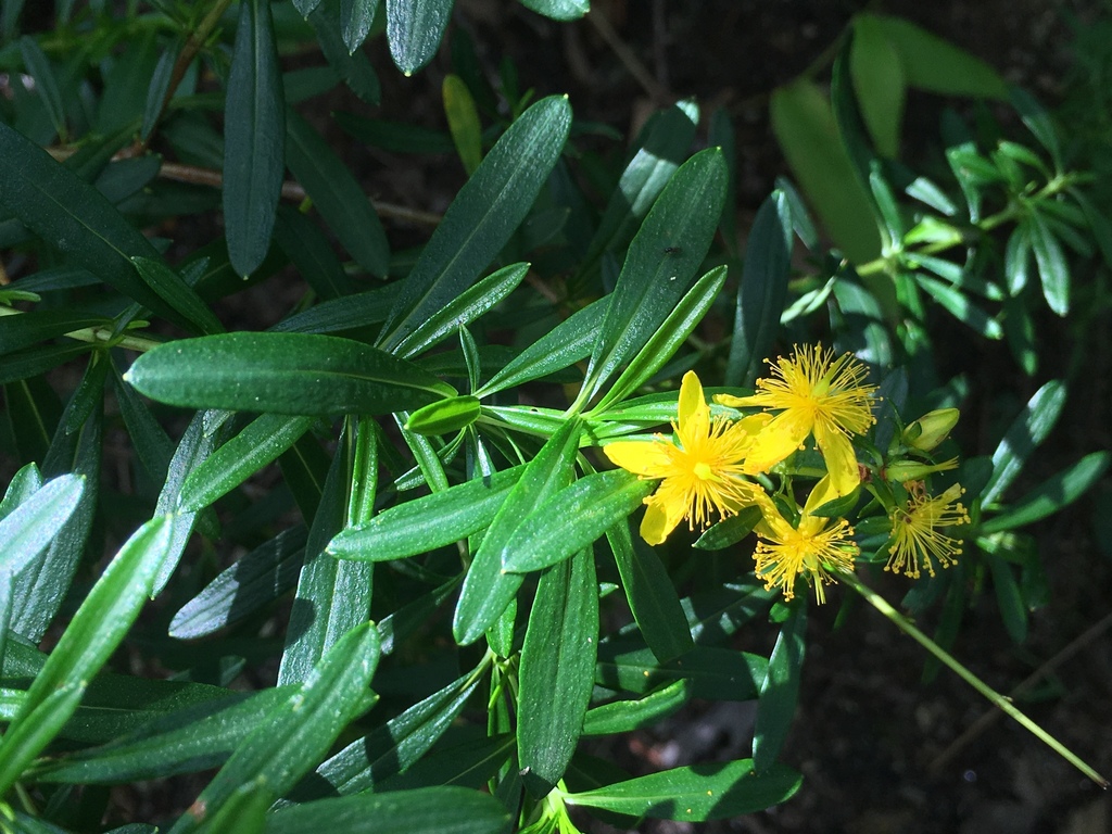 bushy St. John's Wort from Nantahala National Forest, Cashiers, NC, US ...