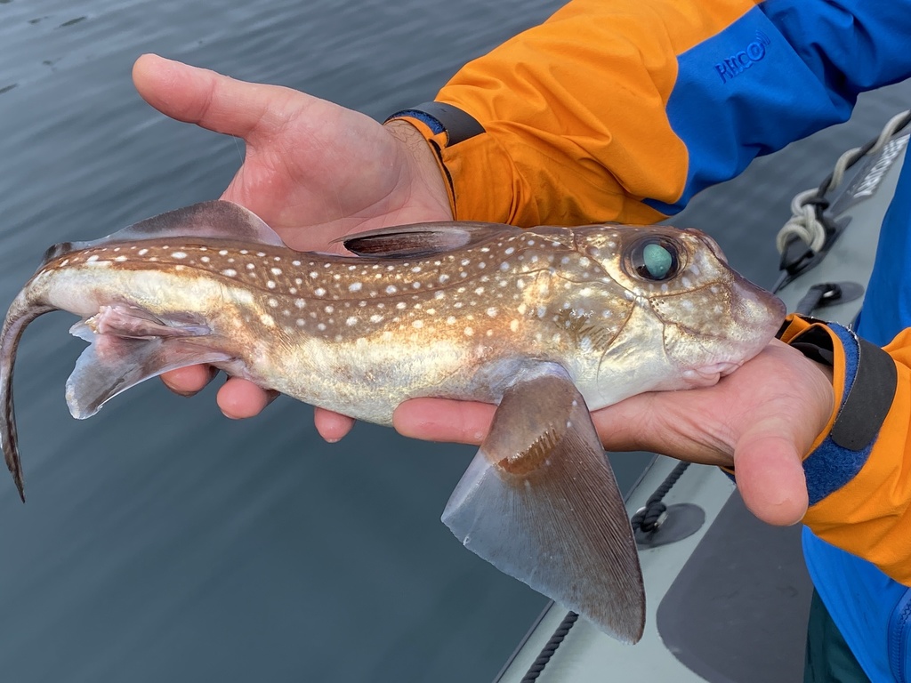 Spotted Ratfish from Mount Waddington, BC, Canada on August 31, 2020 by ...