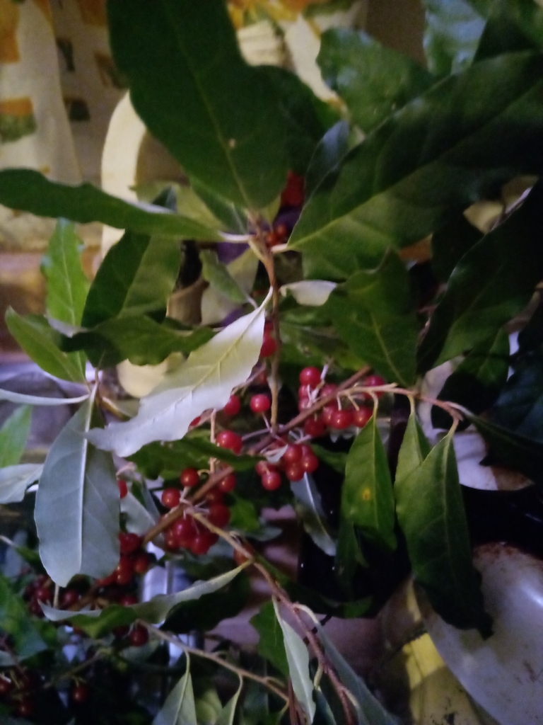 autumn olive from Postelle, TN 37317, USA on August 23, 2020 at 10:42 ...