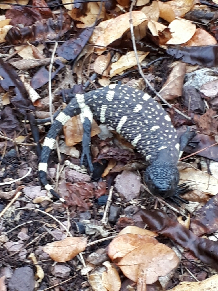 Beaded Lizard in July 2017 by Sierra Eco. Juvenil de aproximadamente 17 ...