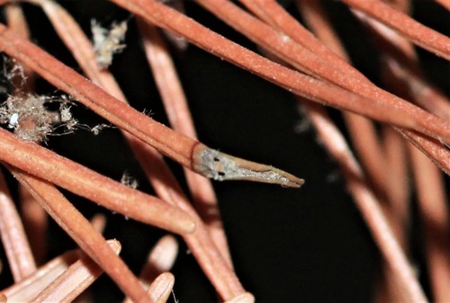 (Contarinia constricta)