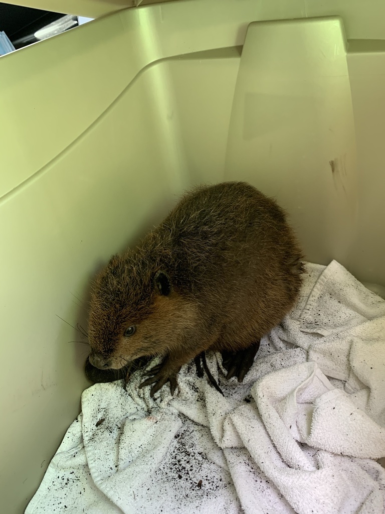American Beaver from W Tennessee St, Tallahassee, FL, US on August 31 ...