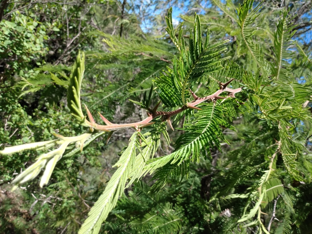 fern-leaf acacia from San Juan Bautista Suchitepec, Oax., México on ...