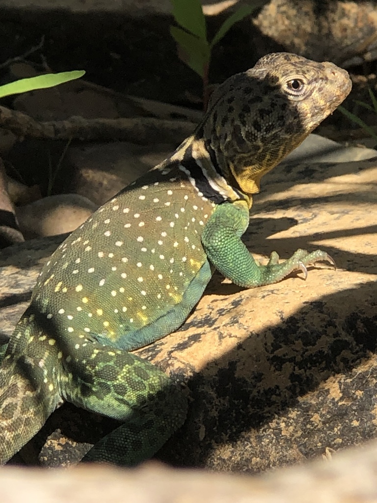 Eastern Collared Lizard from Lake Rd, Skiatook, OK, US on August 22 ...