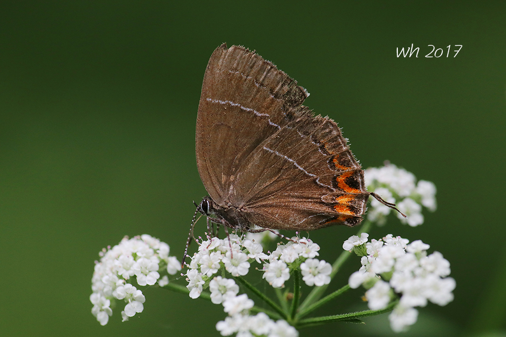 Satyrium percomis from 34.181395, 106.890654 on July 27, 2017 at 12:44 ...