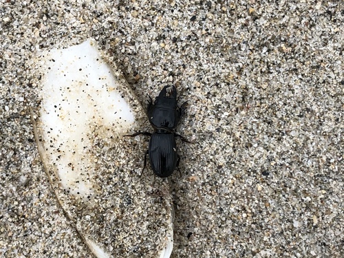 Scarites aterrimus · iNaturalist United Kingdom