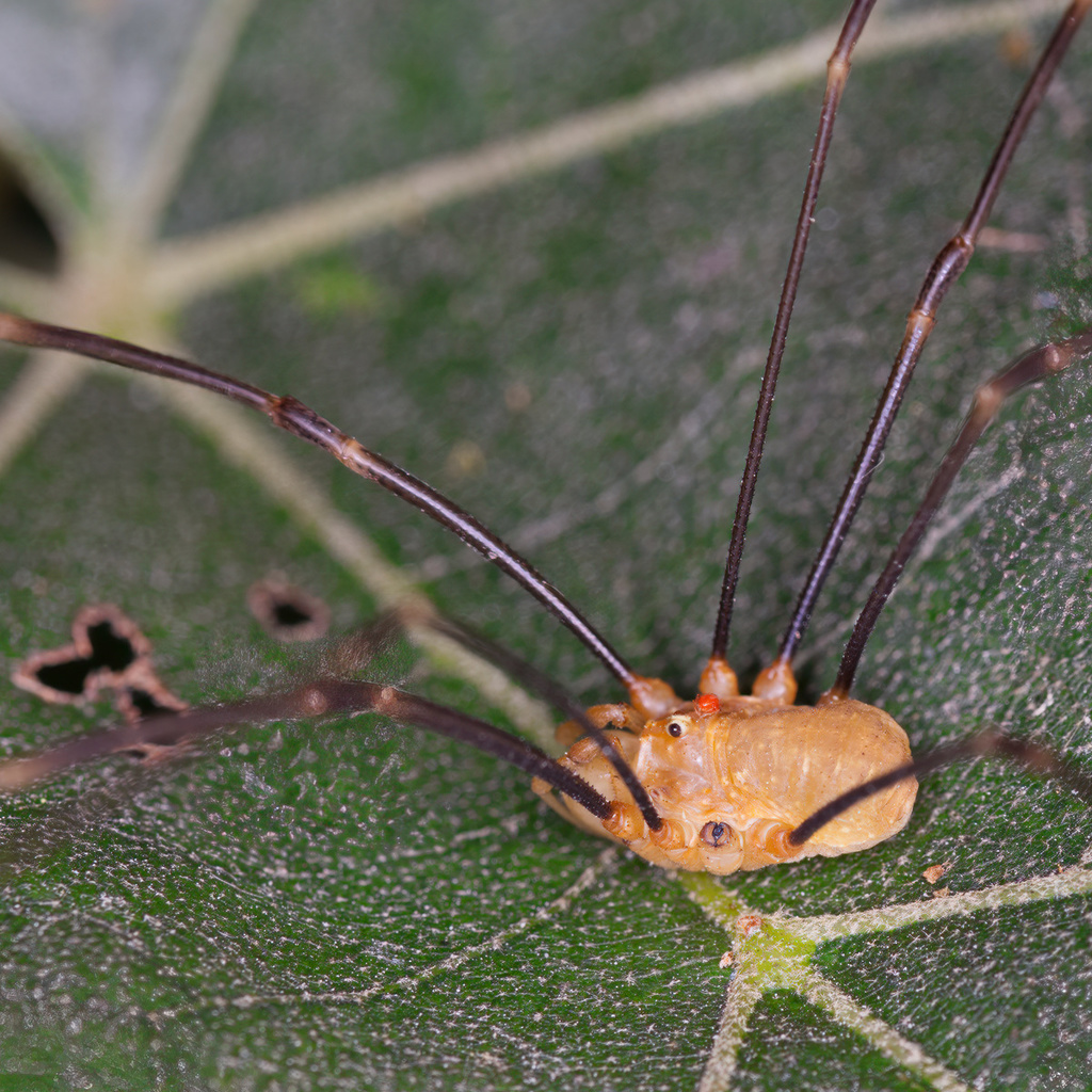 Canestrini's Harvestman from Lomazzo, Lombardia, IT on August 27, 2020 ...
