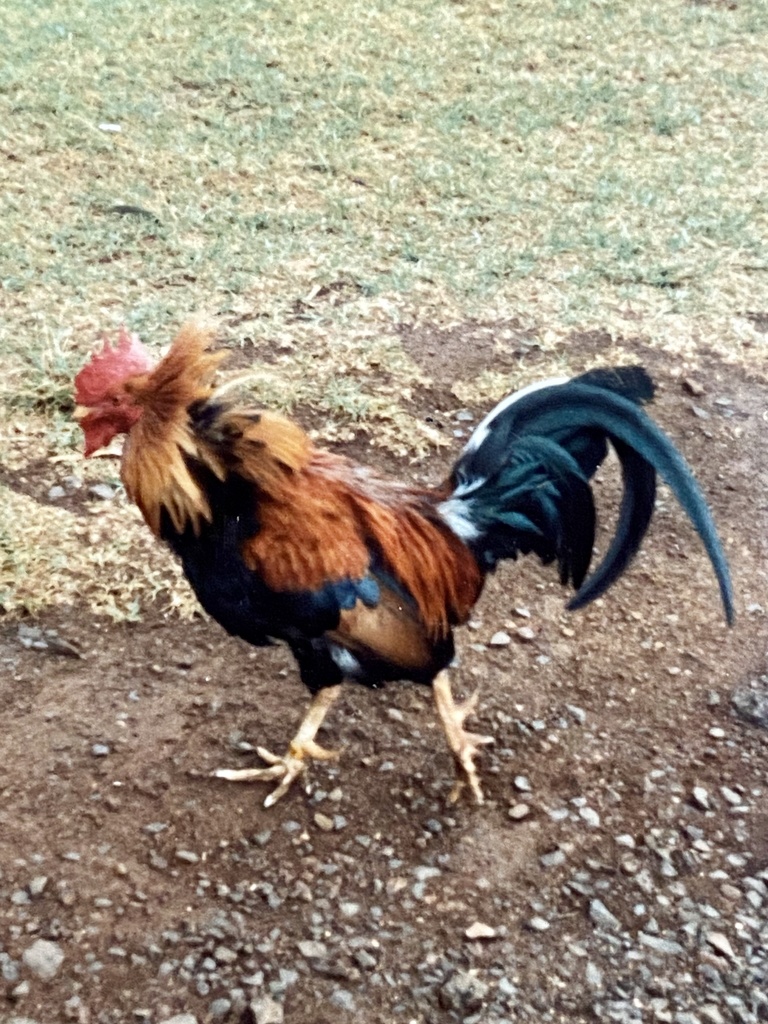 Domestic Chicken from Hanalei, Hawaii on June 17, 1992 by lydiacprimm ...