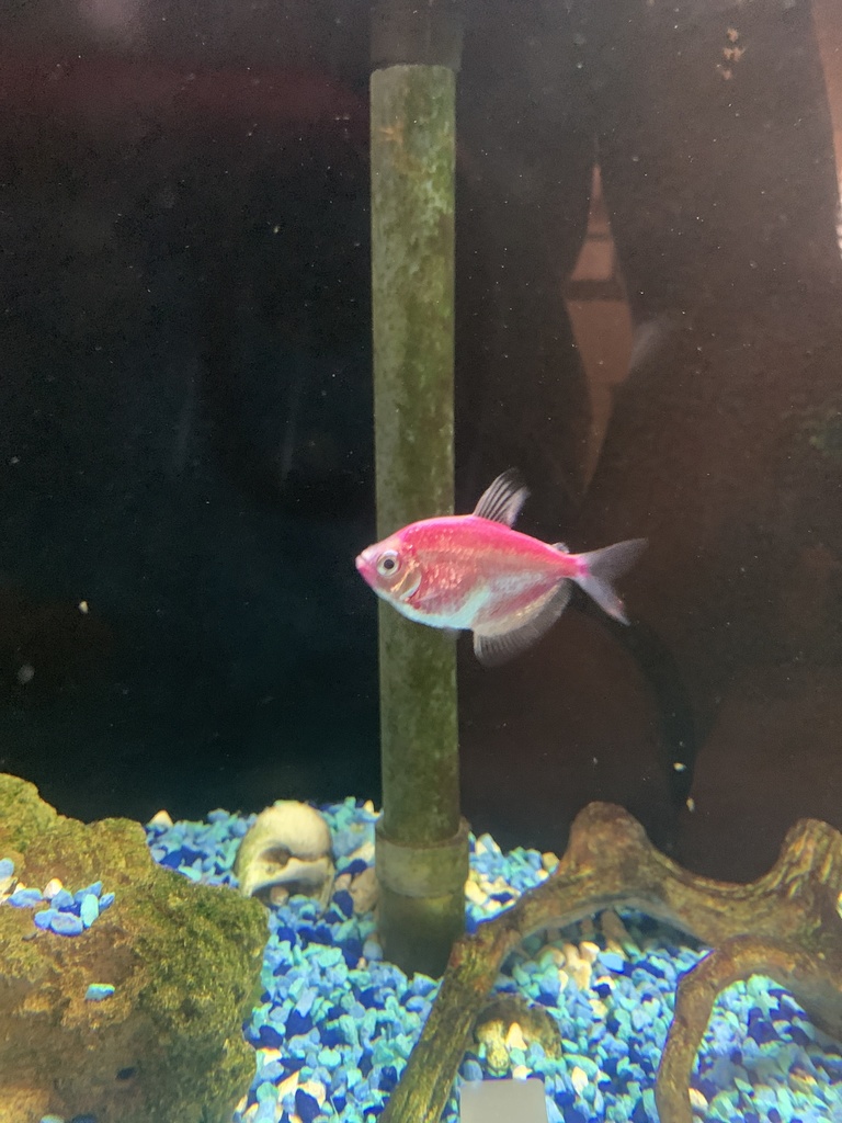 Black Widow Tetra from E Canyon Way, Chandler, AZ, US on September 2 ...