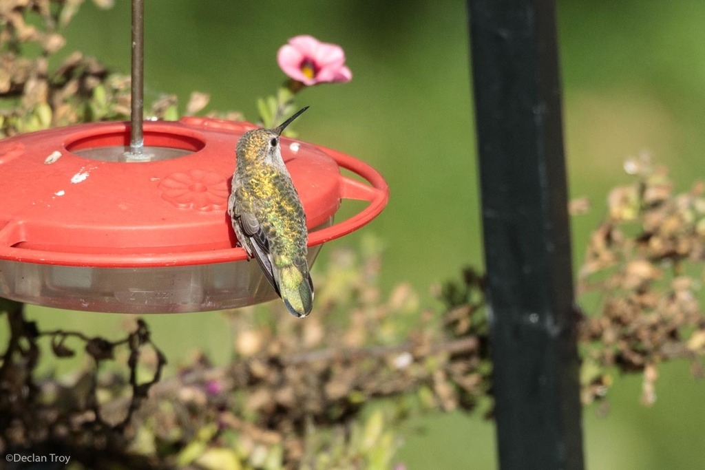Anna's Hummingbird in August 2020 by Declan Troy · iNaturalist