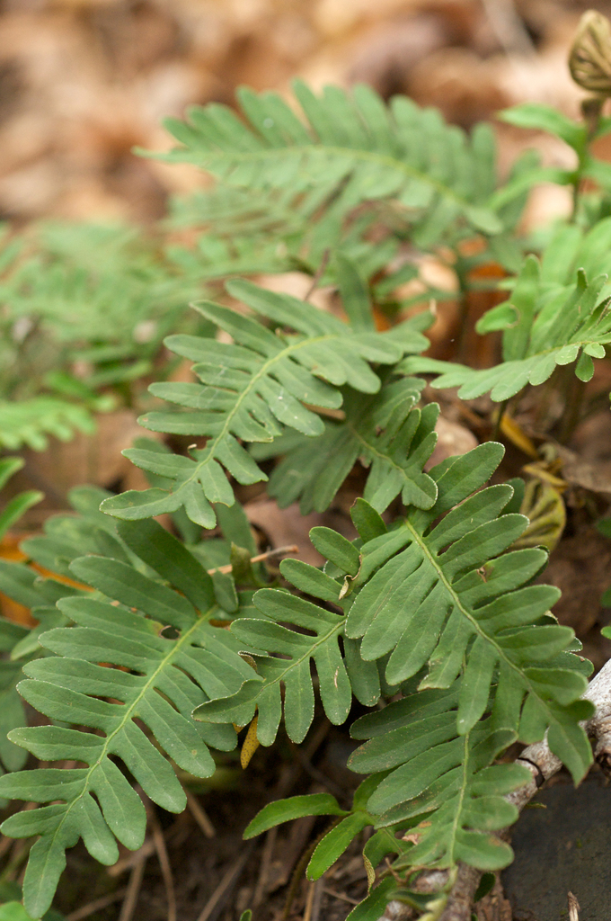 resurrection fern from Boyle Park, Little Rock, Arkansas, United States ...