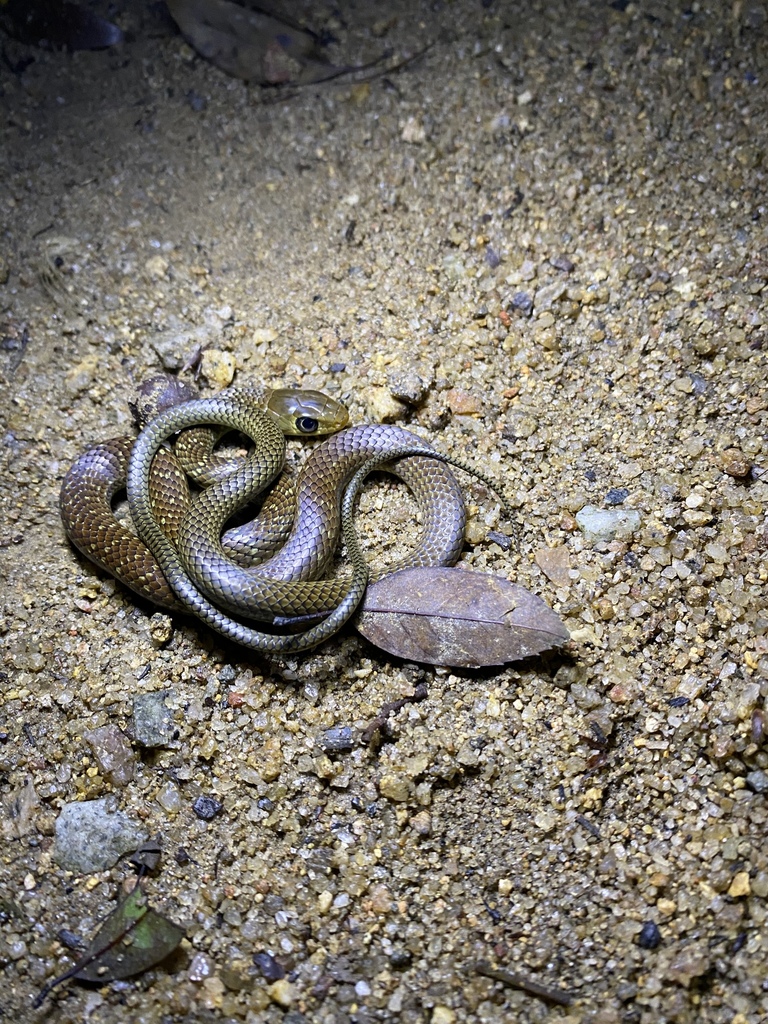 Indo-Chinese Rat Snake in September 2020 by stuvwx · iNaturalist