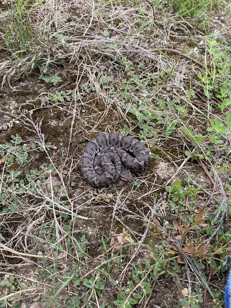 Short-tailed Mamushi from 古川町沼町, 飛騨市, 岐阜県, JP on August 03, 2020 at 04: ...